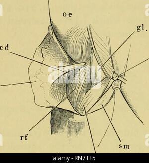 . The anatomy of the frog. Frogs -- Anatomy; Amphibians -- Anatomy ...