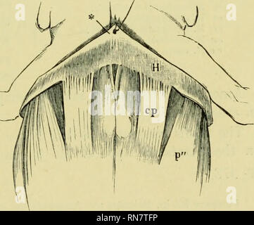 . The anatomy of the frog. Frogs -- Anatomy; Amphibians -- Anatomy. 216 ...