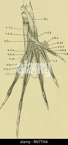 . The anatomy of the frog. Frogs -- Anatomy; Amphibians -- Anatomy ...