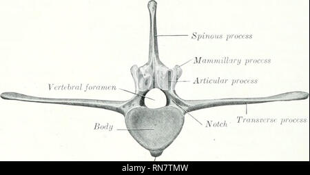. The anatomy of the domestic animals. Veterinary anatomy. 40 THE ...