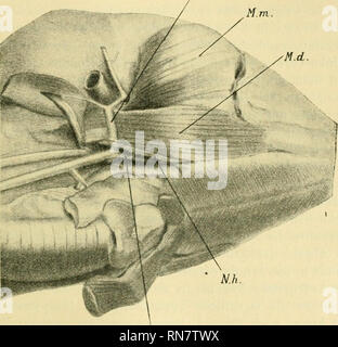 . Anatomischer Anzeiger. Anatomy, Comparative; Anatomy, Comparative ...