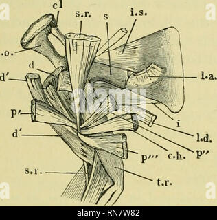 . The anatomy of the frog. Frogs -- Anatomy; Amphibians -- Anatomy ...