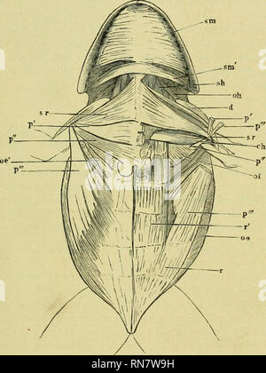 . The anatomy of the frog. Frogs -- Anatomy; Amphibians -- Anatomy. 72 ...