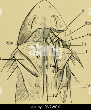. The anatomy of the frog. Frogs -- Anatomy; Amphibians -- Anatomy ...