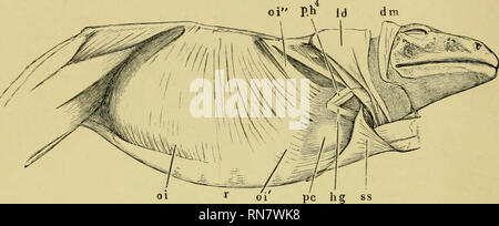 . The anatomy of the frog. Frogs -- Anatomy; Amphibians -- Anatomy. 64 ...