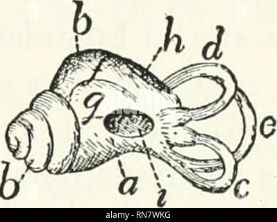 . Anatomy of the cat. Cats; Mammals. THE EAR. 419 {b) The following ...