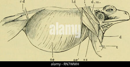 . The anatomy of the frog. Frogs -- Anatomy; Amphibians -- Anatomy ...