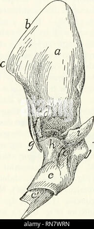 . Anatomy of the cat. Cats; Mammals. THE EAR. 419 {b) The following ...