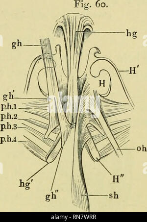 . The anatomy of the frog. Frogs -- Anatomy; Amphibians -- Anatomy ...