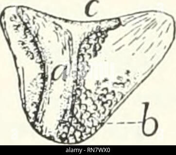 . Anatomy of the cat. Cats; Mammals. THE CENTRAL NFRyOUS SYSTEM. 361 ...
