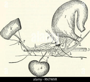 . Anatomy of the cat. Cats; Mammals. THE PERIPHERAL NERVOUS SYSTEM. 387 ...