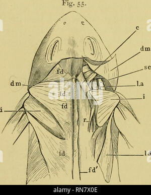 . The anatomy of the frog. Frogs -- Anatomy; Amphibians -- Anatomy ...