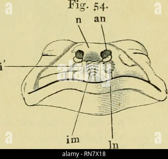 . The anatomy of the frog. Frogs -- Anatomy; Amphibians -- Anatomy ...