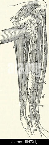 . Anatomy of the cat. Cats; Mammals. THE PERIPHERAL NERVOUS SYSTEM. 387 ...