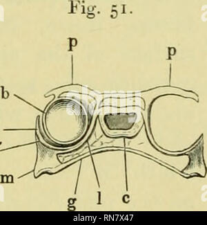 . The anatomy of the frog. Frogs -- Anatomy; Amphibians -- Anatomy ...