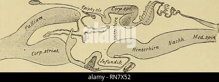 Median sagittal section of the brain with cerebellum and beginning of ...