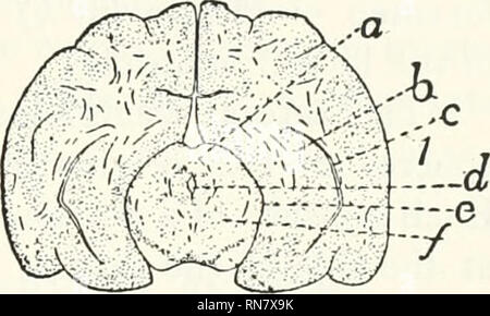 Caudal Midbrain Cross Section