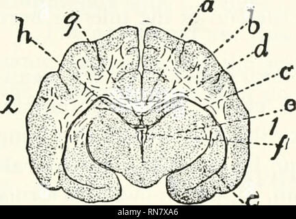 . Anatomy of the cat. Cats; Mammals. THE CENTRAL NFRyOUS SYSTEM. 361 ...