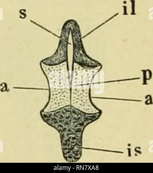 . The anatomy of the frog. Frogs -- Anatomy; Amphibians -- Anatomy. THE ...