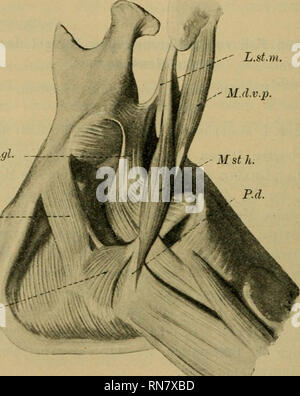 . Anatomischer Anzeiger. Anatomy, Comparative. 346 ist von der Seite ...