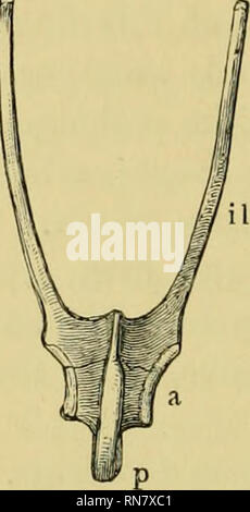 . The anatomy of the frog. Frogs -- Anatomy; Amphibians -- Anatomy ...