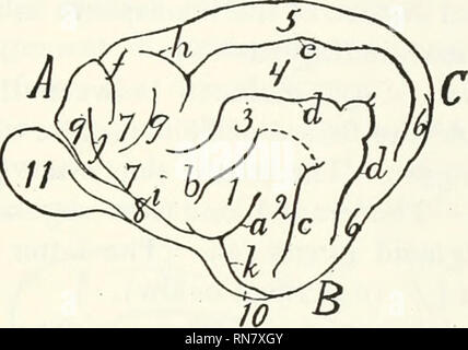 . Anatomy of the cat. Cats; Mammals. THE CENTRAL NFRyOUS SYSTEM. 361 ...