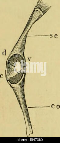 . The anatomy of the frog. Frogs -- Anatomy; Amphibians -- Anatomy. 34 ...