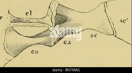 . The anatomy of the frog. Frogs -- Anatomy; Amphibians -- Anatomy. 32 ...