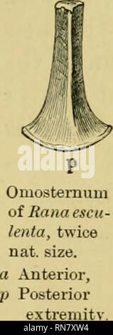 . The anatomy of the frog. Frogs -- Anatomy; Amphibians -- Anatomy. 34 ...