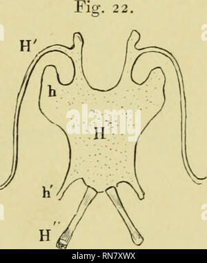 . The anatomy of the frog. Frogs -- Anatomy; Amphibians -- Anatomy. THE ...
