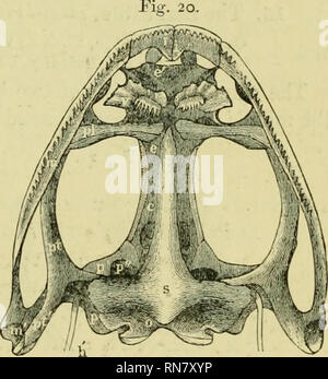 . The anatomy of the frog. Frogs -- Anatomy; Amphibians -- Anatomy. THE ...