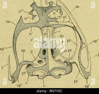. The anatomy of the frog. Frogs -- Anatomy; Amphibians -- Anatomy. THE ...