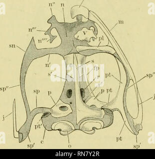 . The anatomy of the frog. Frogs -- Anatomy; Amphibians -- Anatomy. THE ...