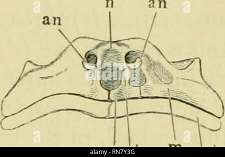 . The anatomy of the frog. Frogs -- Anatomy; Amphibians -- Anatomy. THE ...