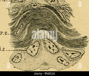 . Anatomischer Anzeiger. Anatomy, Comparative; Anatomy, Comparative ...