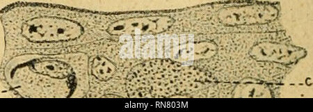 . Anatomischer Anzeiger. Anatomy, Comparative; Anatomy, Comparative ...