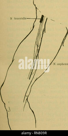 . Anatomischer Anzeiger. Anatomy, Comparative; Anatomy, Comparative ...