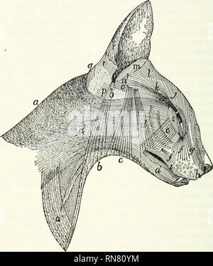 Superficial muscles of a cat Stock Photo: 153718920 - Alamy