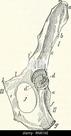 . Anatomy of the cat. Cats; Mammals. THE EAR. 419 {b) The following ...