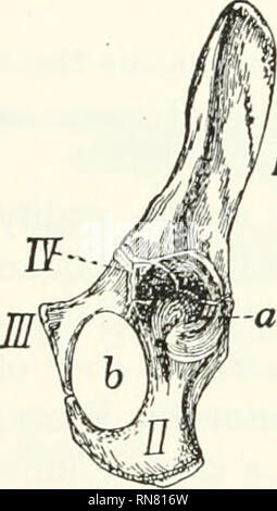 . Anatomy of the cat. Cats; Mammals. PELVIC LIMBS. 77 piece, as made up ...