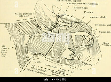 . Anatomischer Anzeiger. Anatomy, Comparative; Anatomy, Comparative ...