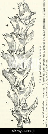 . Anatomy of the cat. Cats; Mammals. THE VERTEBRAL COLUMN. 13 These two ...