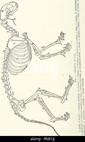 . Anatomy of the cat. Cats; Mammals. THE SKELETON OF THE CAT. bones ...