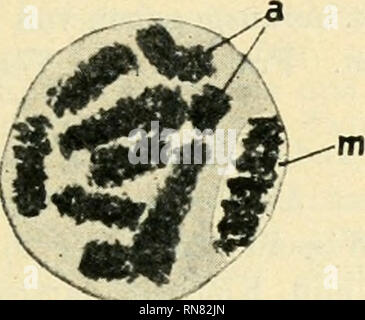 . Anatomischer Anzeiger. Anatomy, Comparative; Anatomy, Comparative ...