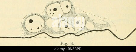 . Anatomischer Anzeiger. Anatomy, Comparative; Anatomy, Comparative. of ...
