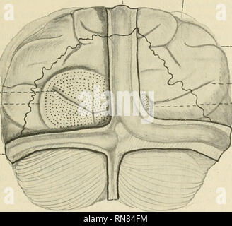 . Anatomischer Anzeiger. Anatomy, Comparative; Anatomy, Comparative ...