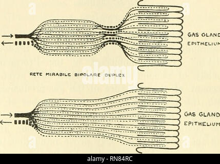 . Anatomischer Anzeiger. Anatomy, Comparative; Anatomy, Comparative ...
