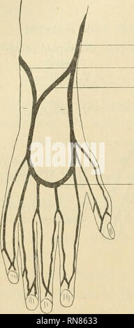 . Anatomischer Anzeiger. Anatomy, Comparative; Anatomy, Comparative. V ...