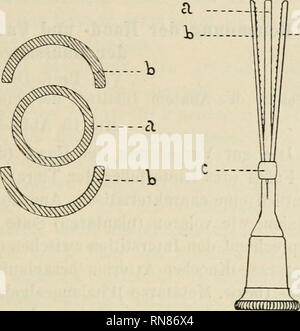 . Anatomischer Anzeiger. Anatomy, Comparative; Anatomy, Comparative ...