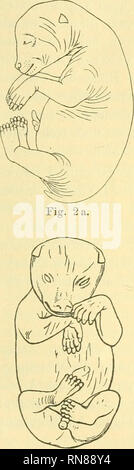 . Anatomischer Anzeiger. Anatomy, Comparative; Anatomy, Comparative ...